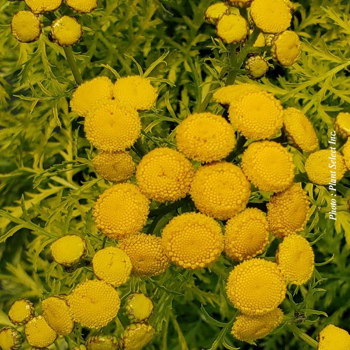 Tanacetum 'Isla Gold' – Beyond the House
