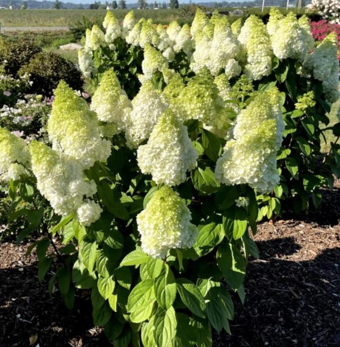Hydrangea paniculata 'Lavalamp Moonrock®' - Tree form – Beyond the House