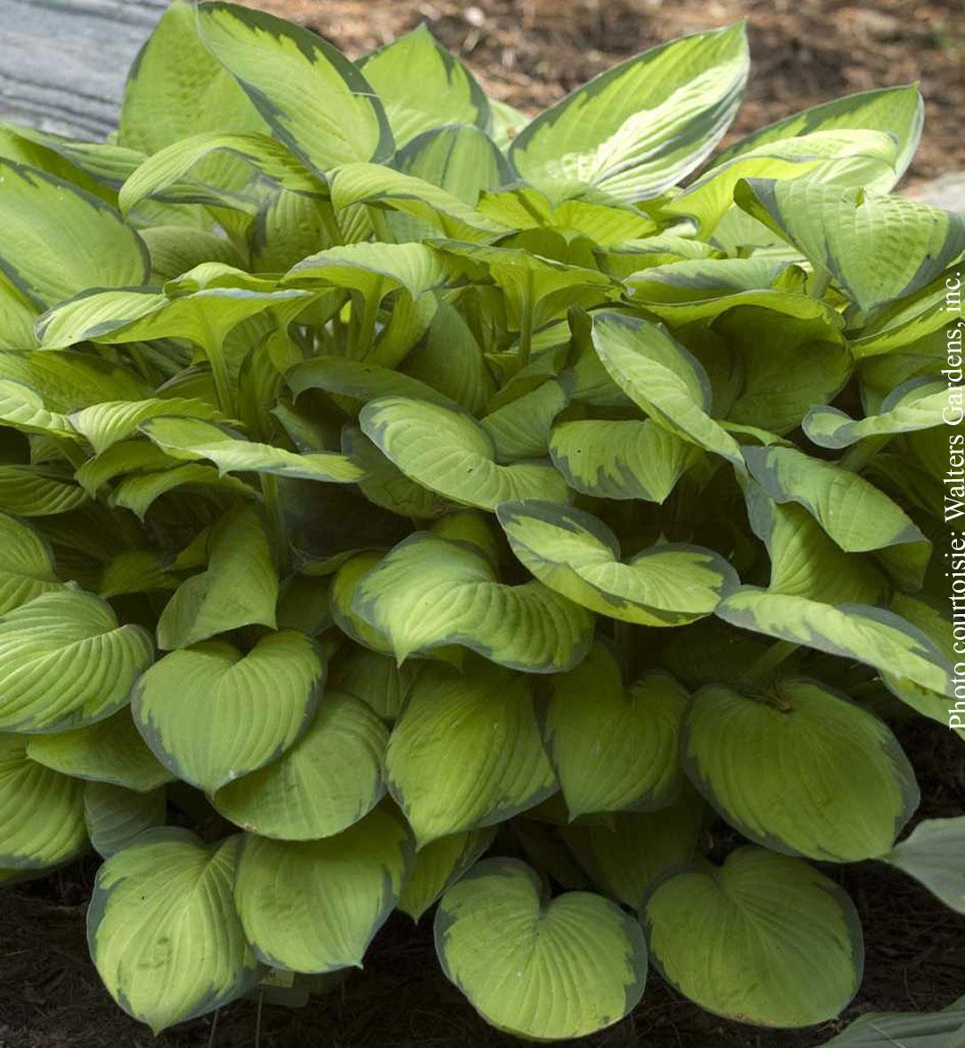 Hosta 'Gold Standard' – Beyond the House