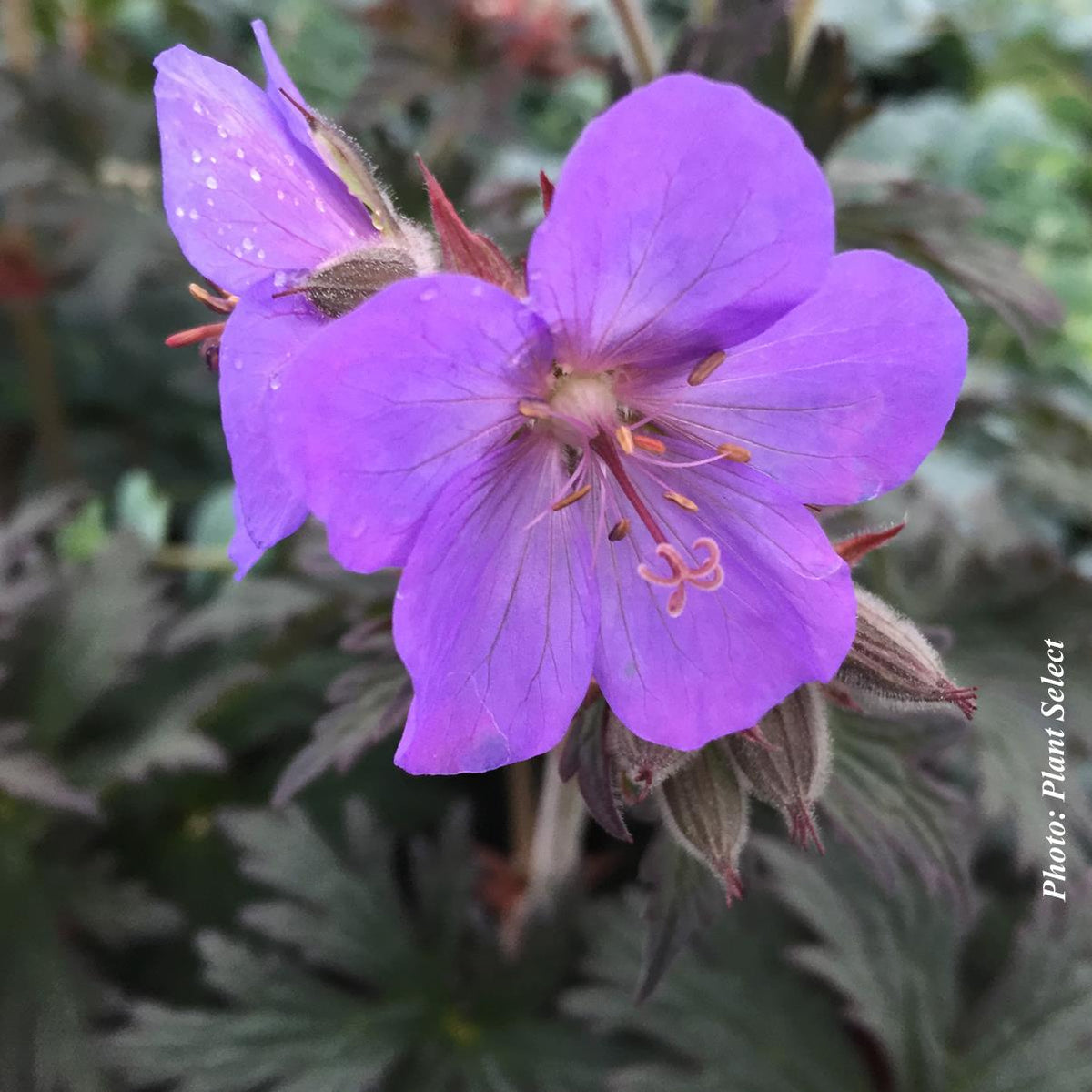 Geranium Boom Chocolatta | Beyond the House – Beyond the House Inc.