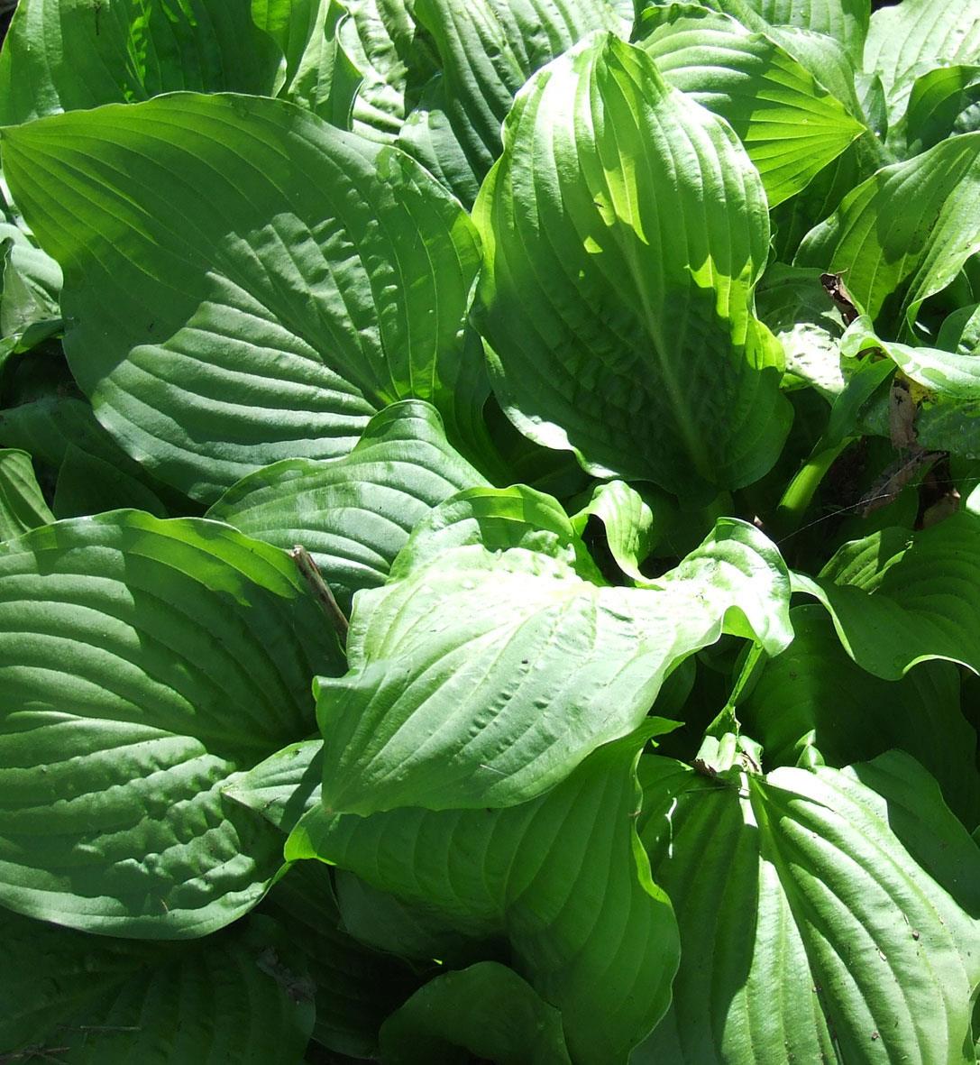 Hosta Royal Standard | Beyond the House