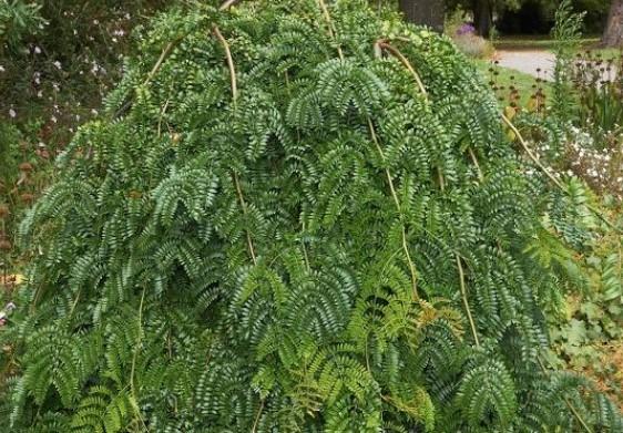 Gleditsia Emerald Cascade | Beyond the House