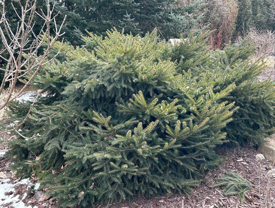 Picea abies 'Repens' – Beyond the House