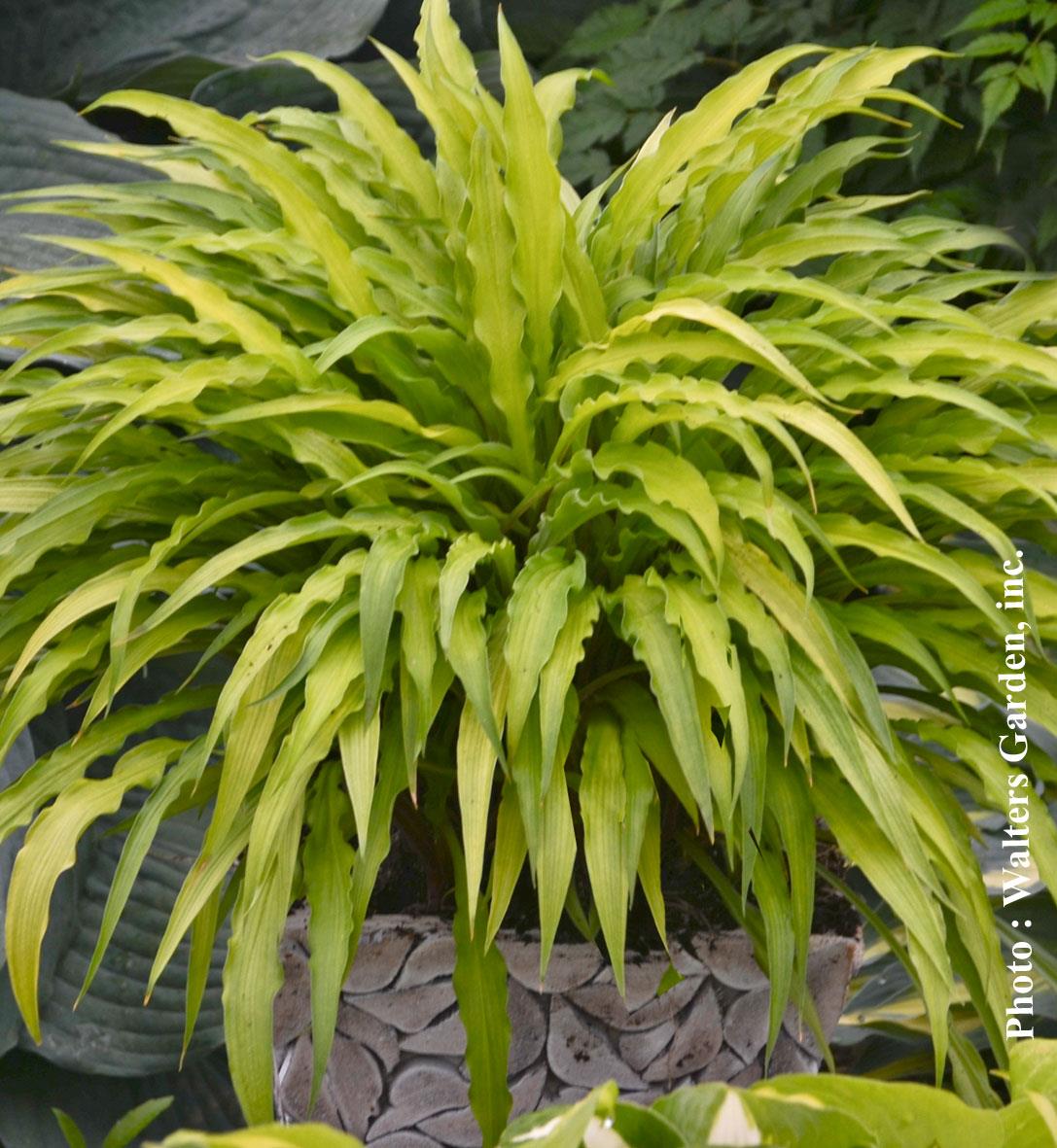 Hosta 'Curly Fries' – Beyond the House