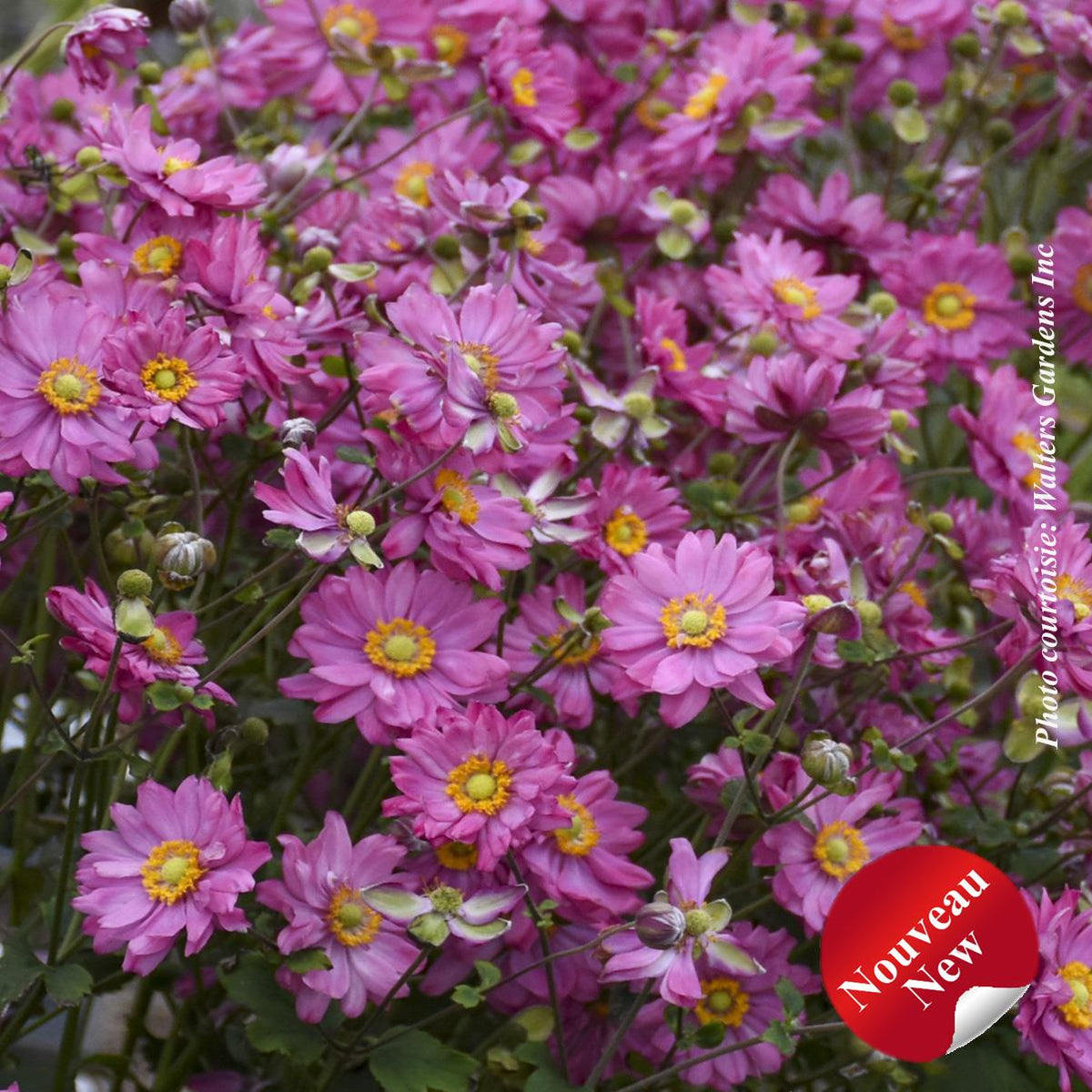 Anemone Fall in Love® Sweetly | Beyond the House