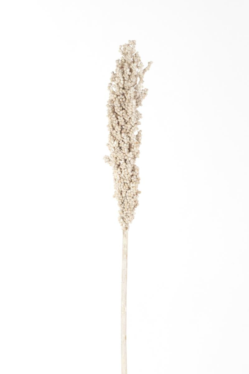 Milo Berries - White Wash | Beyond the House – Beyond the House Inc.