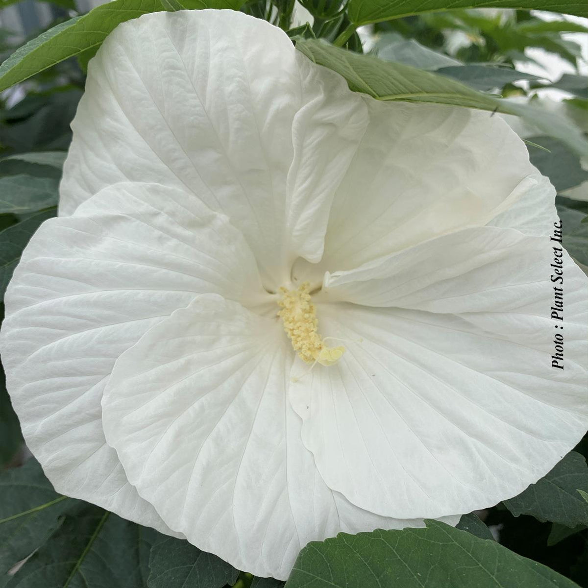 Hibiscus Marshmallow Moon | Beyond the House