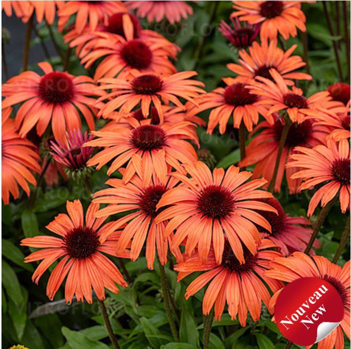 Echinacea SunMagic® 'Vintage Electric Orange' – Beyond the House