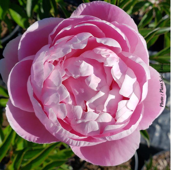 Paeonia Mrs Franklin D. Roosevelt | Beyond the House