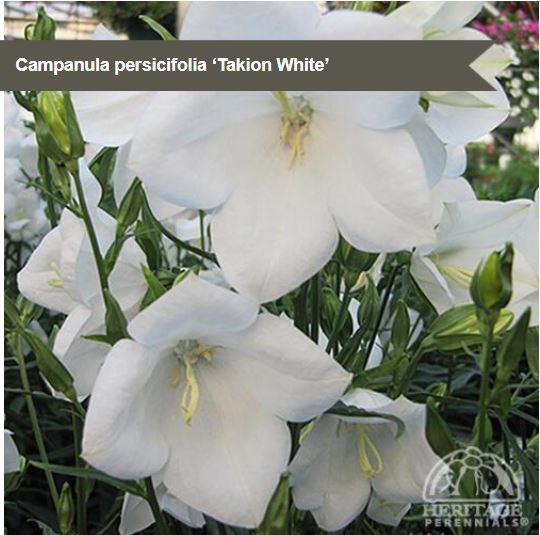 Campanula 'Takion White' – Beyond the House